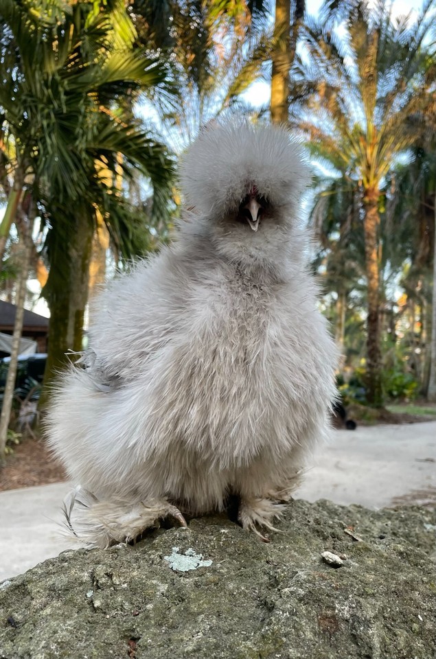 (6) RARE Self Blue / Lavender Silkie Hatching Eggs - Showgirls and ...