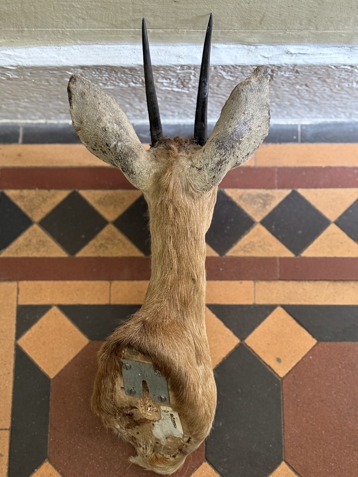 Taxidermy Steenbok Antelope Shoulder Mount | eBay UK