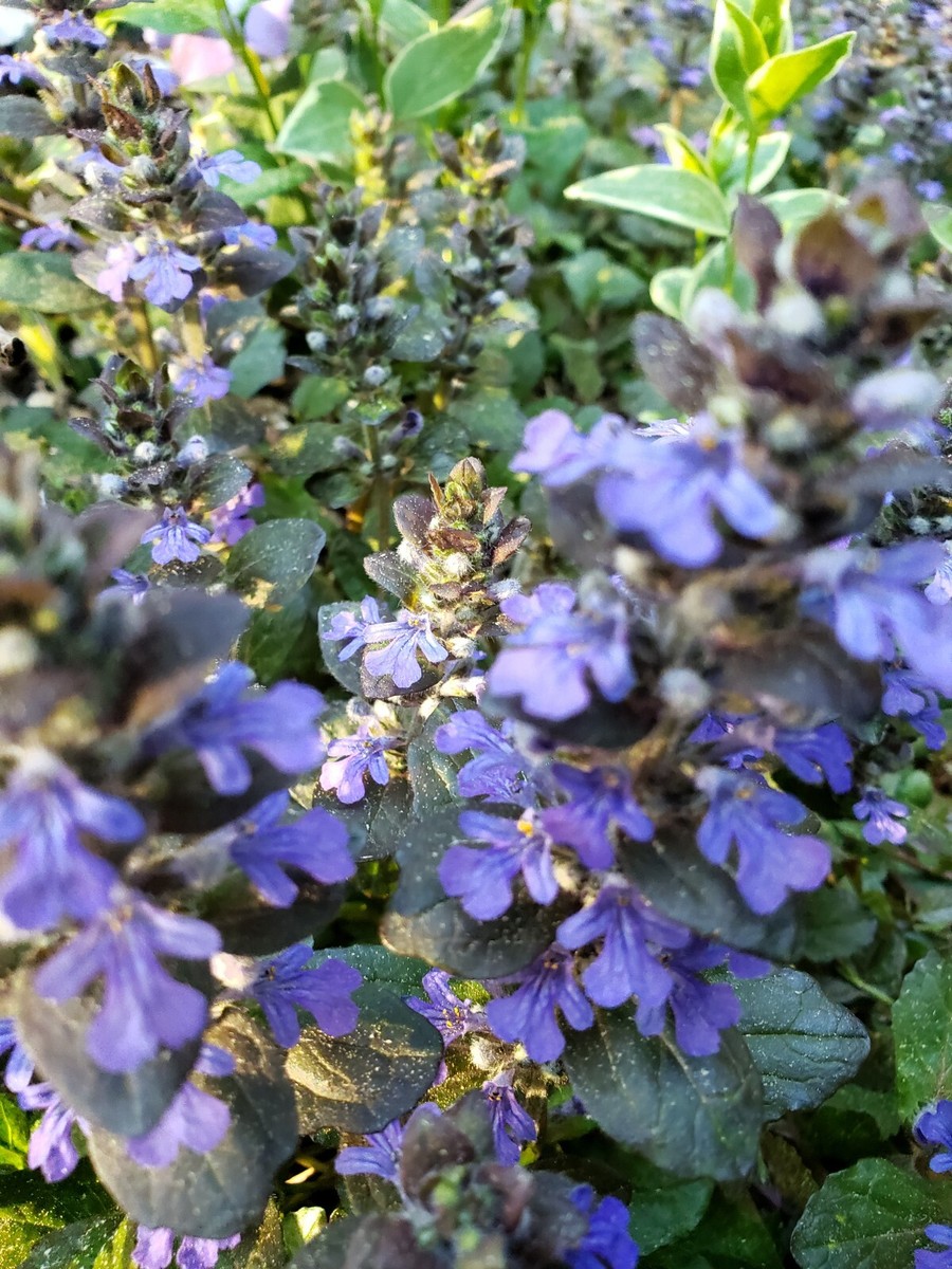 Bugleweed Ground Cover