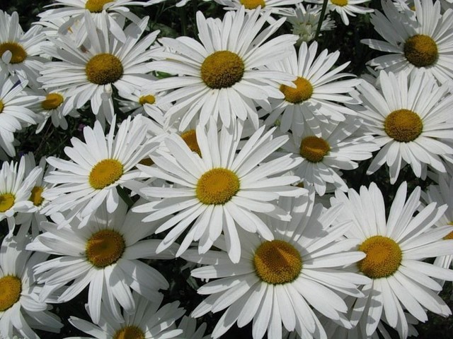 Seeds Herb Chamomile Alaska Giant Flower Perrenial Garden Cut Organic ...