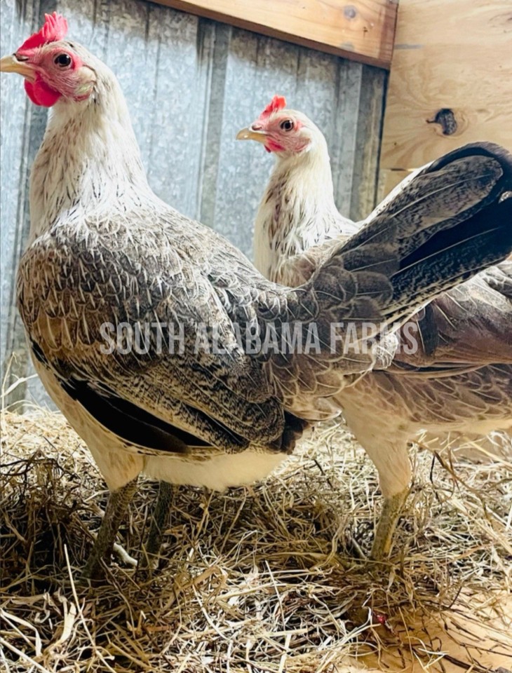 6 Pure Bob Bennett Grey Gamefowl Chicken Hatching Eggs | eBay