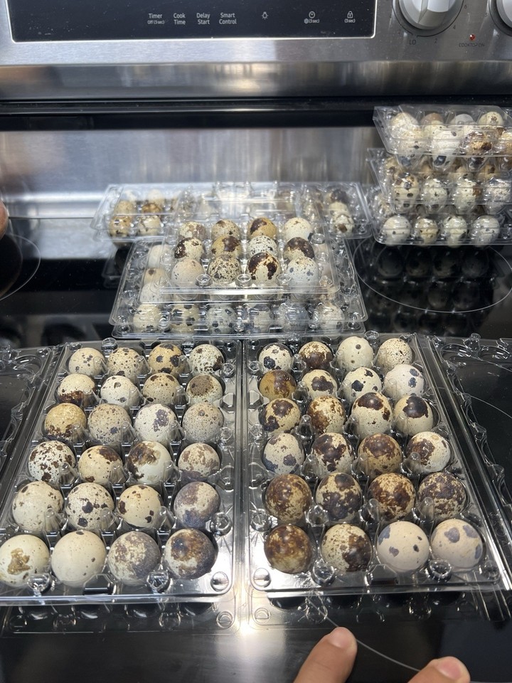 48 - ( 4 dozen ) JUMBO Coturnix Quail Fertile Hatching Eggs | eBay