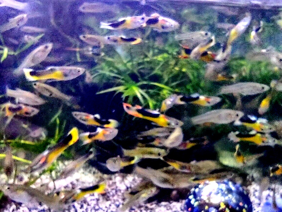 YELLOW TUXEDO Endler Guppy- TWO TRIO's (2 Trio's + 1 FREE PAIR (3M/5F ...