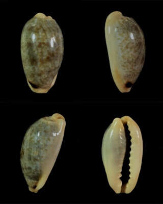 Cypraea errones errones, Pity Bay, Guam, 20 mm, DWARF FORM | eBay