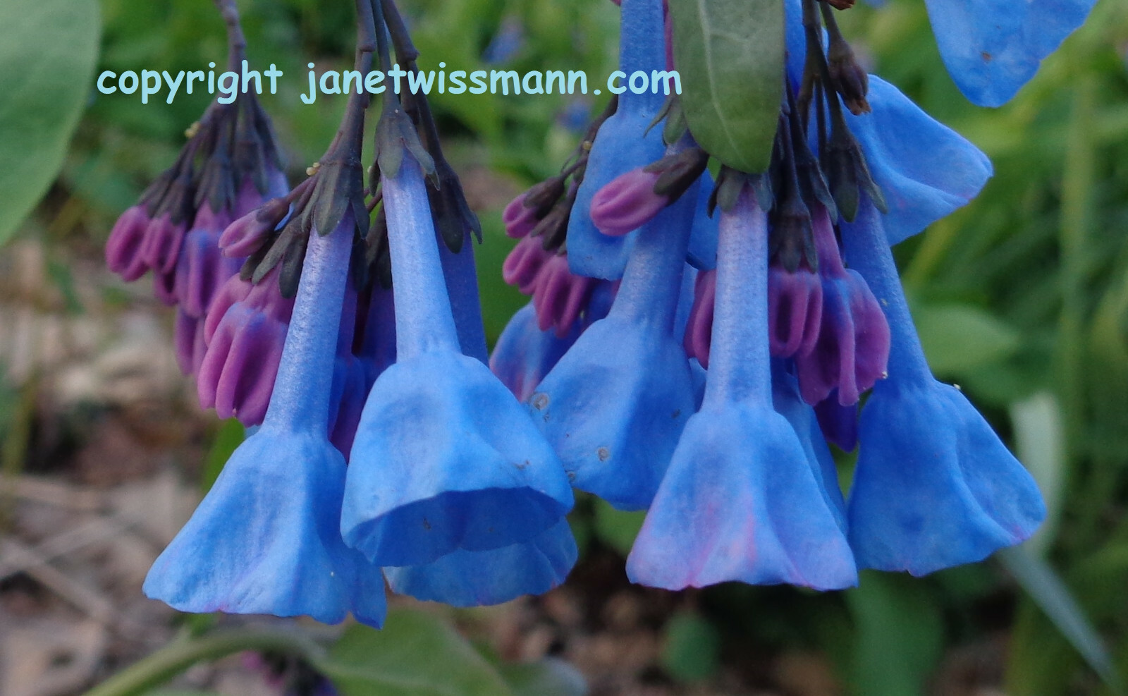 Life Cycle Of A Bluebell Flower | Best Flower Site