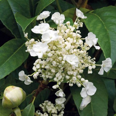 Hydrangea seemannii - Evergreen Climbing Hydrangea - Plant in 3 L Pot ...