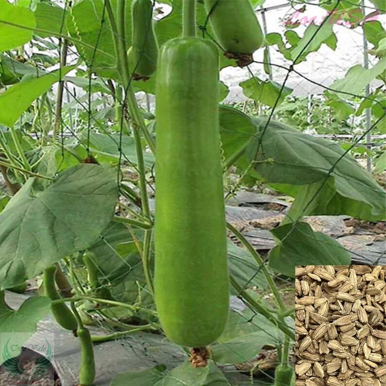 35pcs Long Bottle Gourd Seeds - Non-GMO Calabash Gourd Seeds for ...
