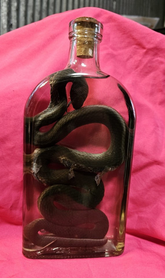 Large Wet Specimen Oddities Curiosities Taxidermy Bizarre Rat Snake | eBay