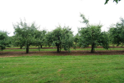 Photo 6x4 Orchards south of Postern Lane Tonbridge c2009 | eBay