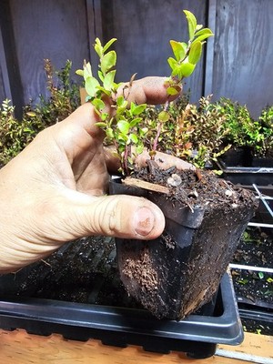 8 small 3-6" live huckleberry plants, wild evergreen berries bush sweet ...
