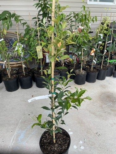 Pitomba Tree | eBay