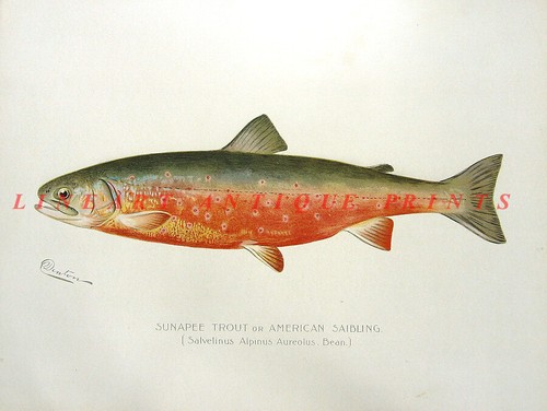SUNAPEE RAINBOW RED TROUT ARCTIC CHAR ~ 1897 Denton GAME FISHING ...