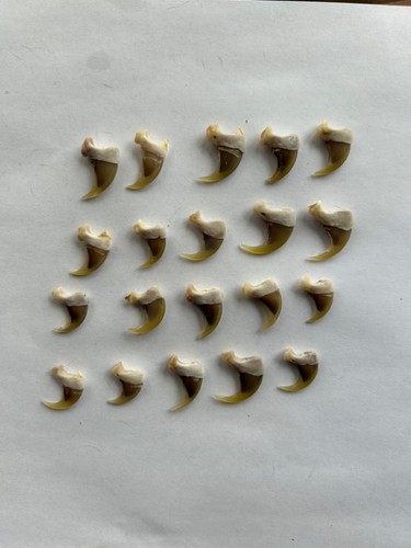 20 REAL Bobcat CLAWS TOE BONE Art Craft Animal Mount Jewelry Choker ...