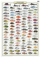 Australian Fish Identification - Fisherman's Guide NSW - LAMINATED ...