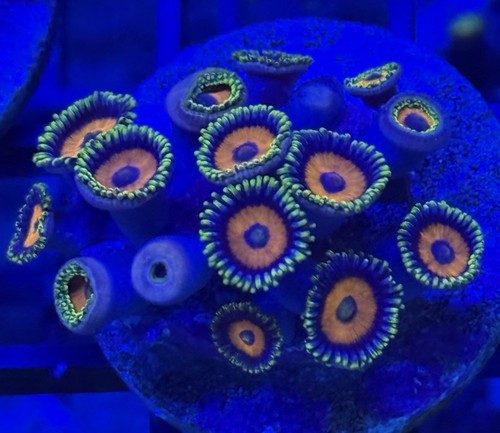 Whammin Watermelon Zoa, 15+ polyps Live Coral WYSIWYG. | eBay