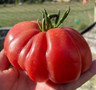 TOMATO TOTEM 15+ seeds masses of Fruit heirloom container vegetable ...