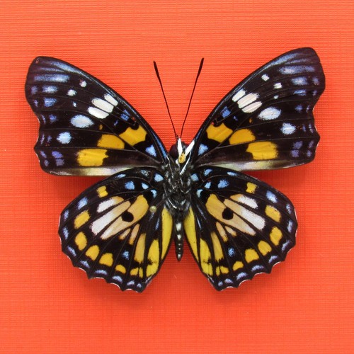 Real mounted butterfly - Sephisa chandra - A1 | eBay