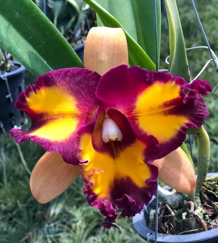 Rlc Siam Palette '#1' x Rlc Siam Golden Flare Live Orchid Plant 2BB19 ...