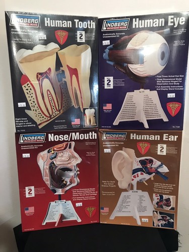 SET OF 4 LINDBERG ANATOMY SCIENCE KITS-EYE, EAR,TOOTH, NOSE/MOUTH | eBay