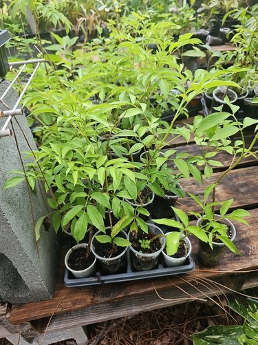 American Elderberry Tree sambucus canadensis Live Plant Fully rooted | eBay