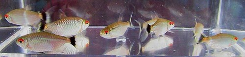 12 nice red eye tetras | eBay