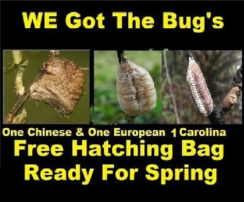 1 European 1 Chinese 1 Carolina Praying Mantis Egg Cases Combo Pack ...