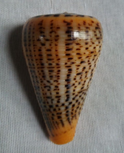 wenrab_shell | eBay Stores