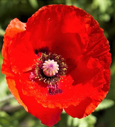Beautiful Red Corn Poppy Seeds 200+ Seeds NON-GMO BUY 4 GET FREE ...