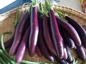 Pinoy Heirloom Seeds | eBay Stores