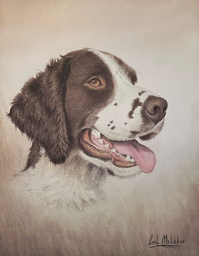 Carl Melichar Hunting Dog Print Briggs Springer Spaniel A/P (9.5"x12 ...