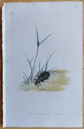 Donovan Insects Beetle Rare Colored Print Cicindela riparia - 1792 | eBay