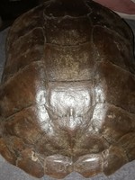 Asia Natural Turtle shell for arts & crafts | eBay
