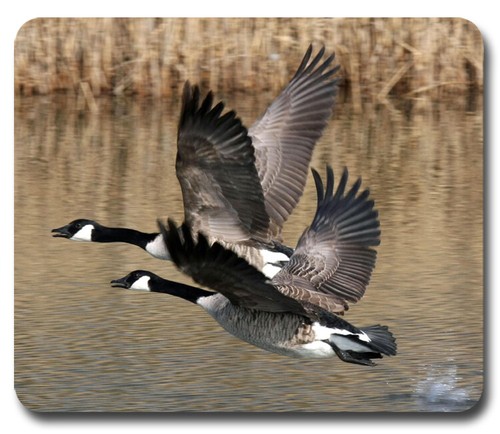 Canada Geese Flying ~ Mousepad / PC Mouse Pad ~ Gifts Hunter Hunting ...