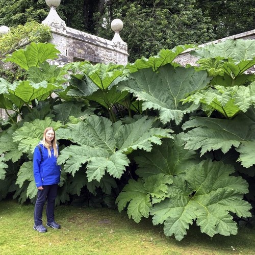 25 Gunnera Manicata Seeds | eBay