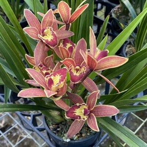 redfoxorchids | eBay Stores