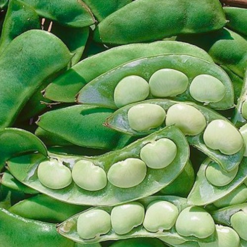 Beans - Thorogreen Lima Beans (Bush type) | eBay