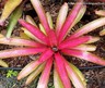Neoregelia 'Sheba' bromeliad offset | eBay