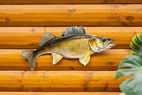 Walleye Replica - 30 Inch Realistic 2D Flat Walleye Art - Rustic Decor ...