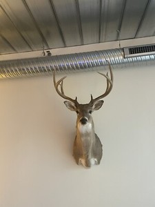 10 Point Deer Mount for sale | eBay