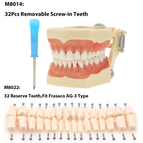 Frasaco AG3 Type Dental Typodont Restorative Model M8014 32Pcs ...