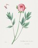 Vintage Biology illustration POSTER.Home wall.Plant art House Decor.869 ...