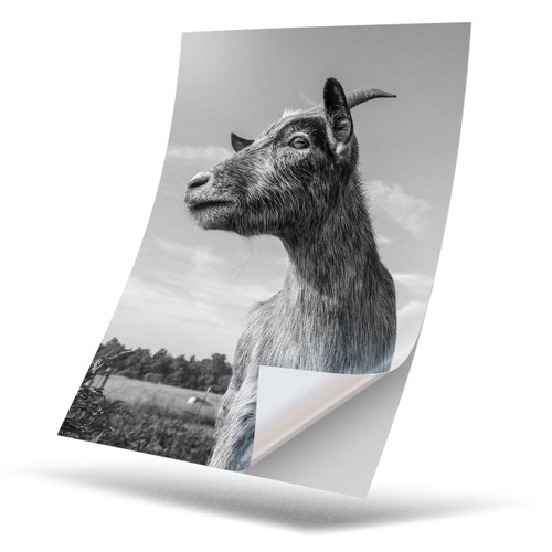 1 x Vinyl Sticker A4 - BW - Cute Grey Goat Farm Animal #39110 | eBay