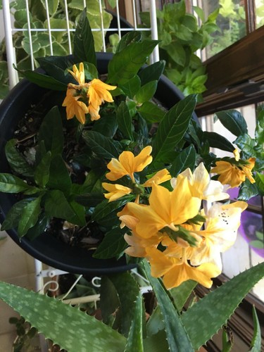 Crossandra PLANT - YELLOW SPLASH - BLOOM / GROWING IN 8" POT | eBay