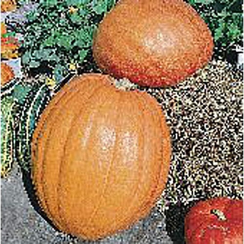 First Prize Pumpkins Seeds (25+ Seeds) | eBay