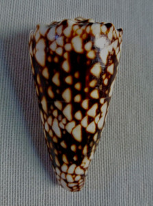 wenrab_shell | eBay Stores