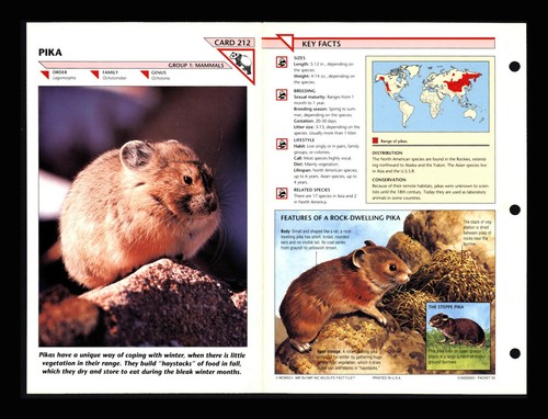 Pika Wildlife Fact File Mammal Animal Card Home School Study 1.212 | eBay