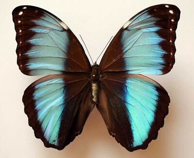 Morpho for sale | eBay