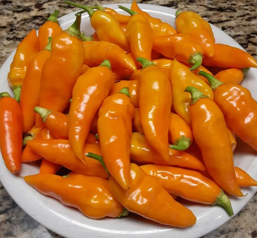 40+ SEEDS YELLOW DATIL PEPPER- USA | eBay