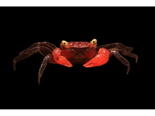 Red Apple Crab (Vampire) - Freshwater | eBay