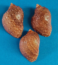 wenrab_shell | eBay Stores